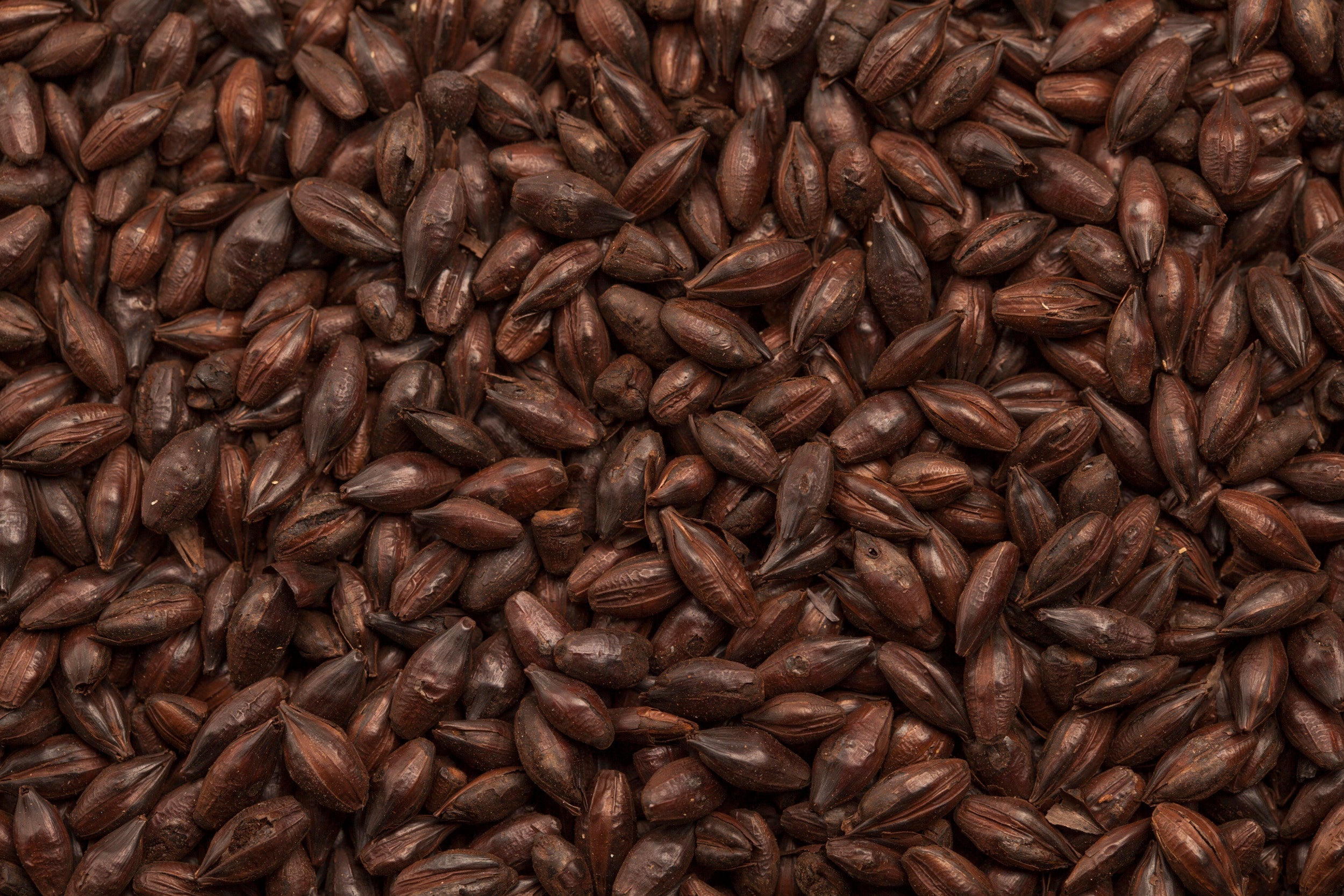 BEST Roasted barley – beermexweb