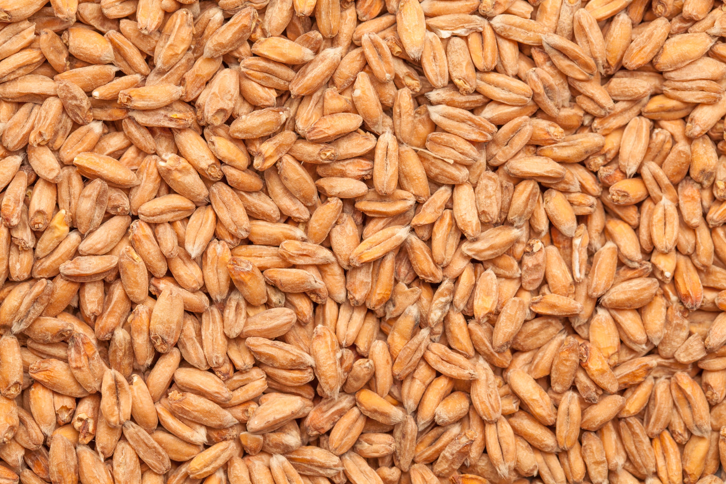 BEST Spelt Malt – beermexweb